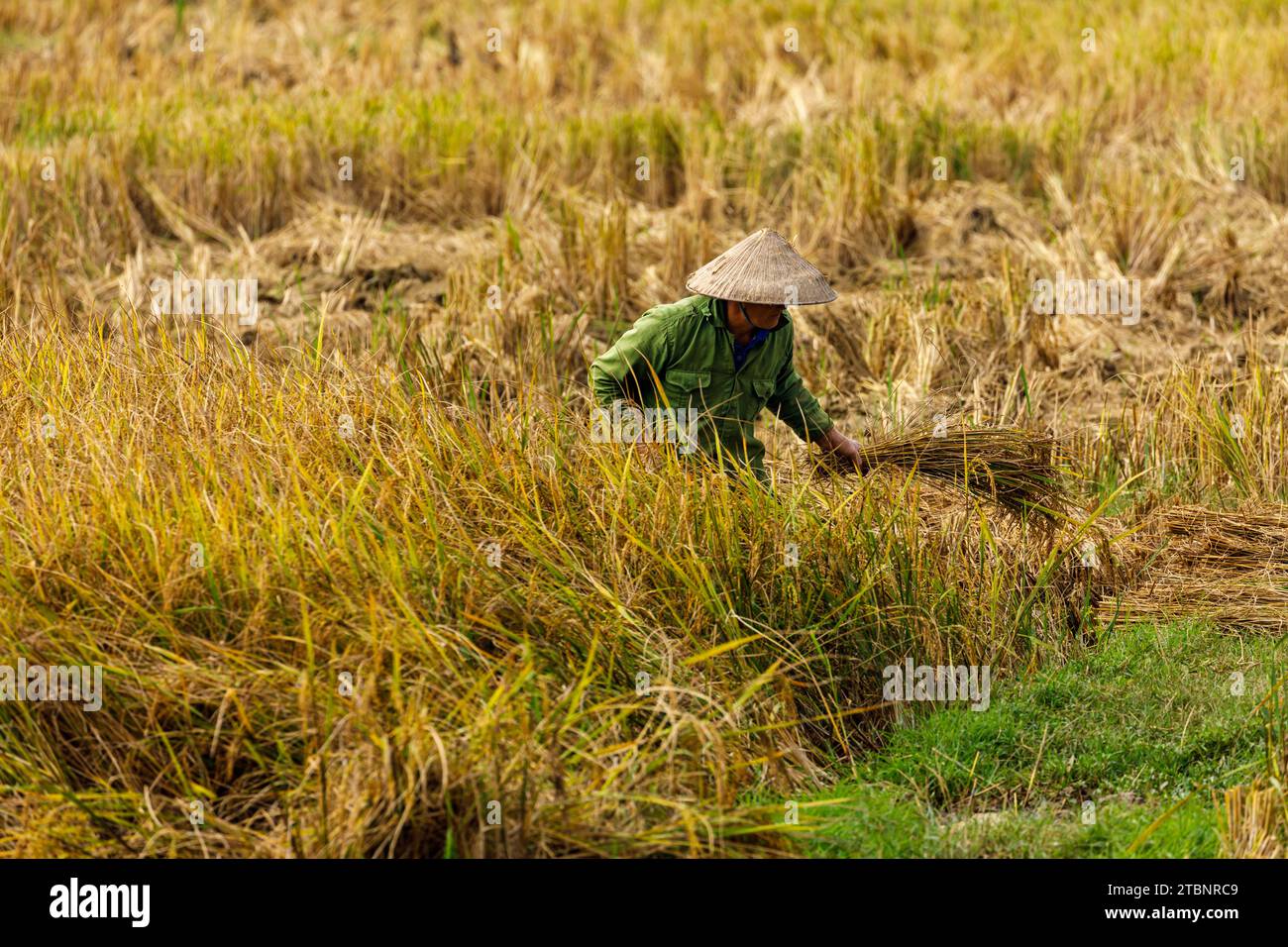 The Rice Harvest in the Bac Son Valley in Vietnam Stock Photo - Alamy