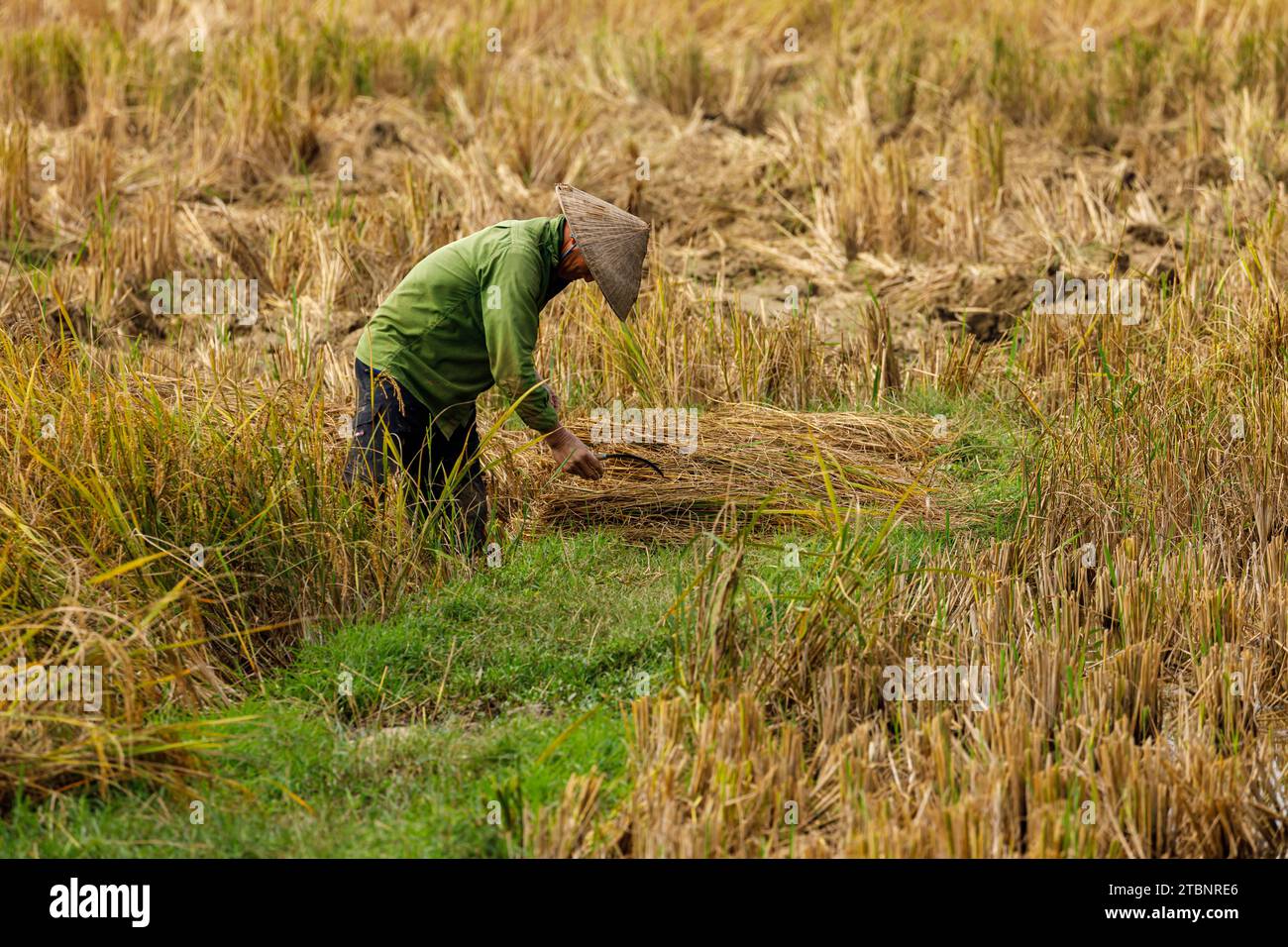 The Rice Harvest in the Bac Son Valley in Vietnam Stock Photo - Alamy