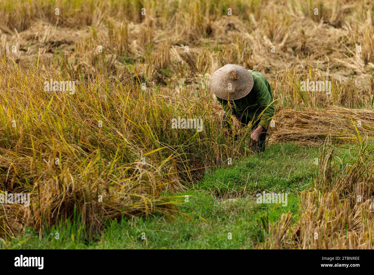 Valley of rice field hi-res stock photography and images - Alamy
