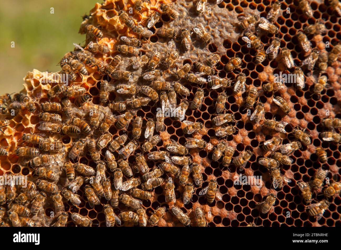 Frames of a beehive. Busy bees inside the hive with open and sealed ...