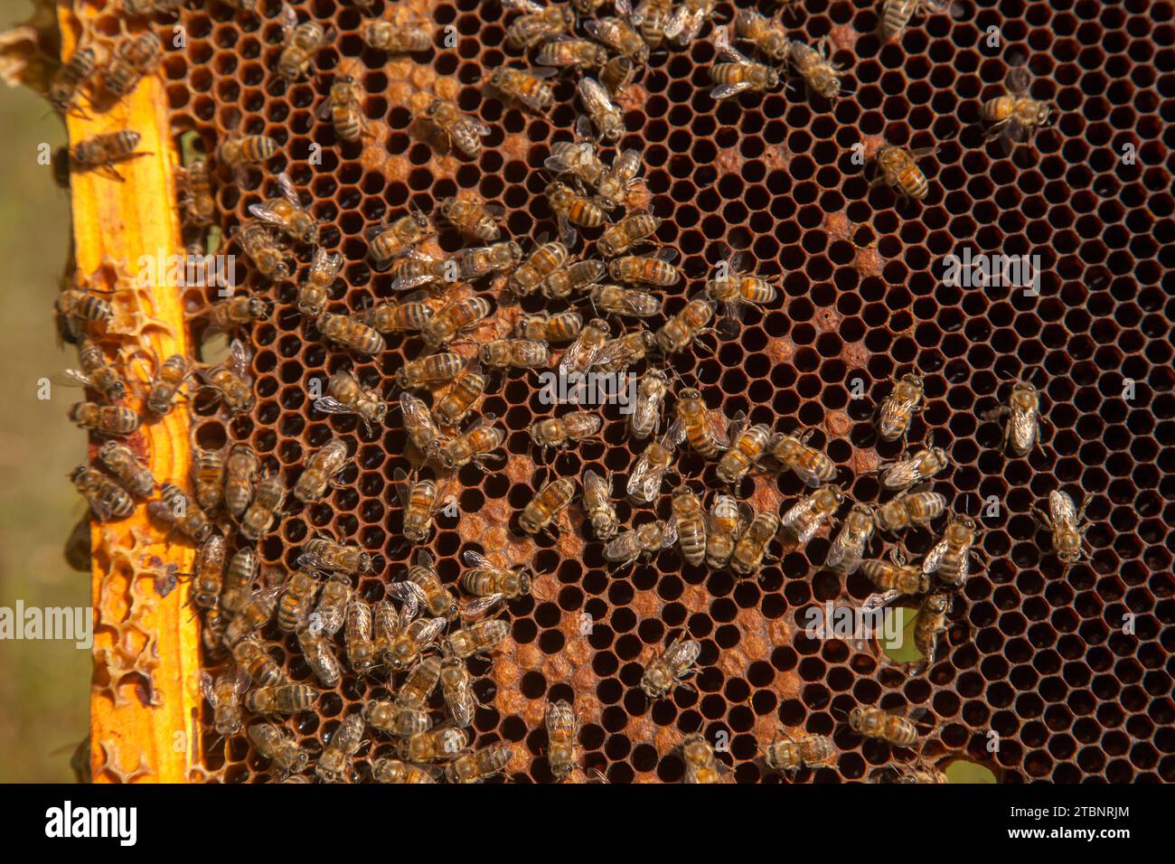 Frames of a beehive. Busy bees inside the hive with open and sealed ...
