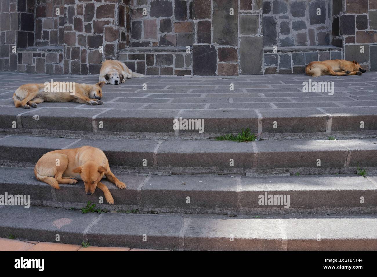 Street dogs sleeping in the shade on a hot sunny day Stock Photo - Alamy