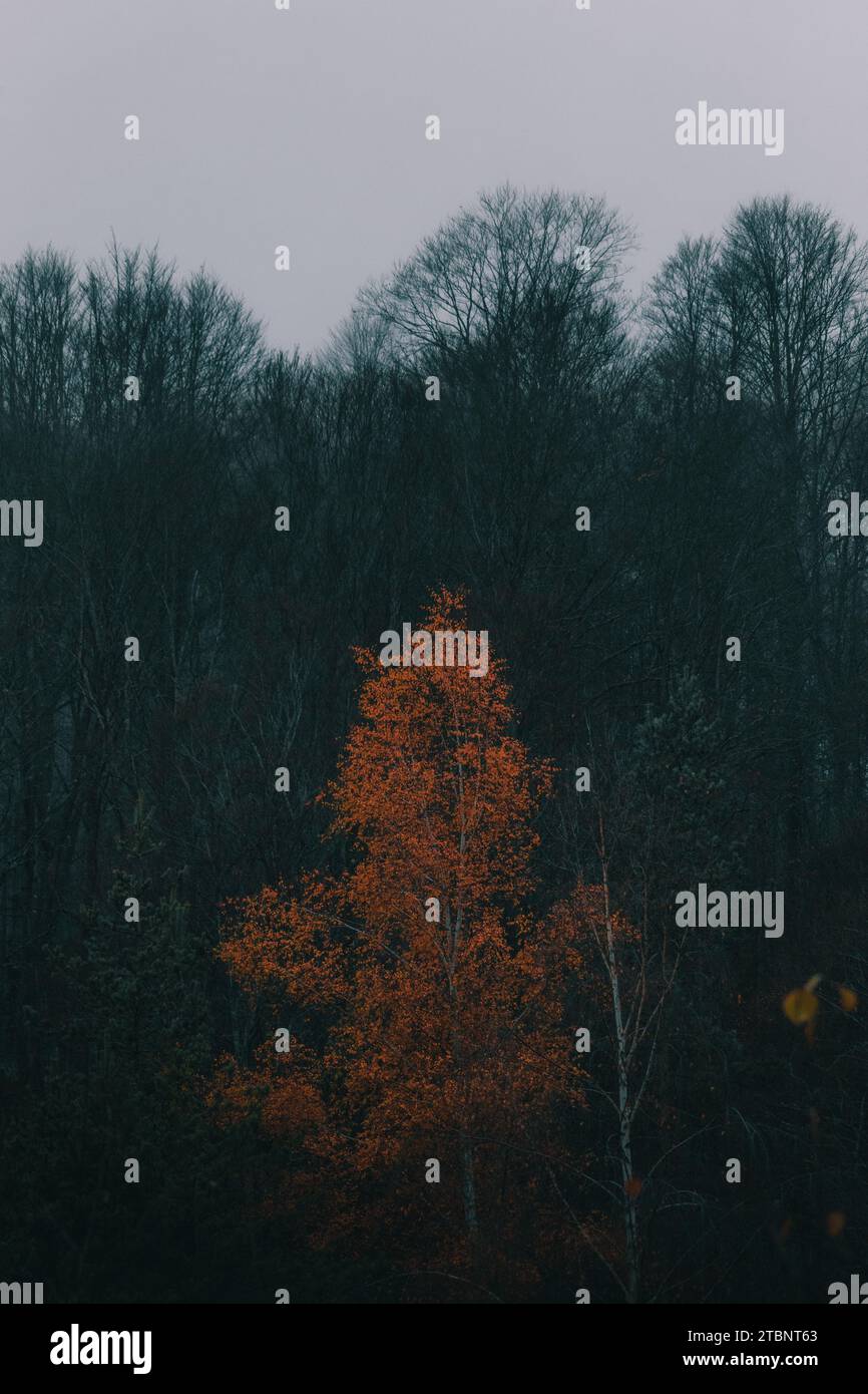 Autumn touch in the cold foggy woodland Stock Photo - Alamy