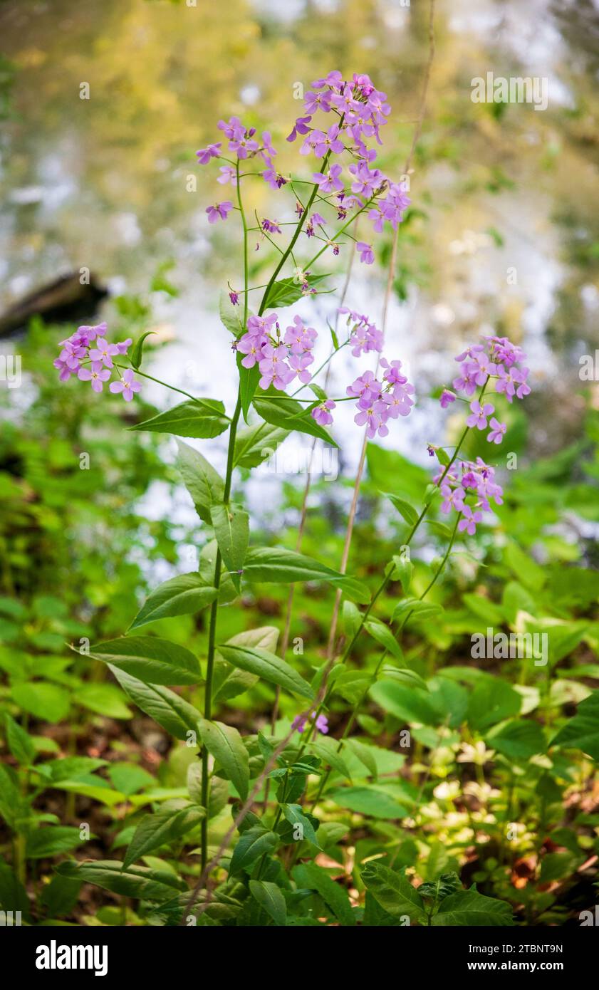 Some Purple Flowers at Cuyahoga Valley National Park in Ohio Stock ...