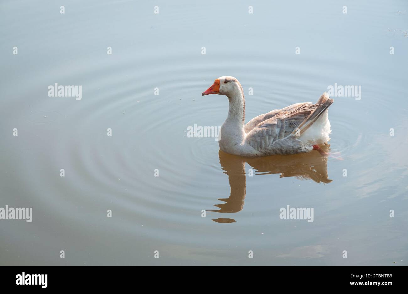 A Goose in the Cuyahoga River at Cuyahoga Valley National Park in Ohio ...