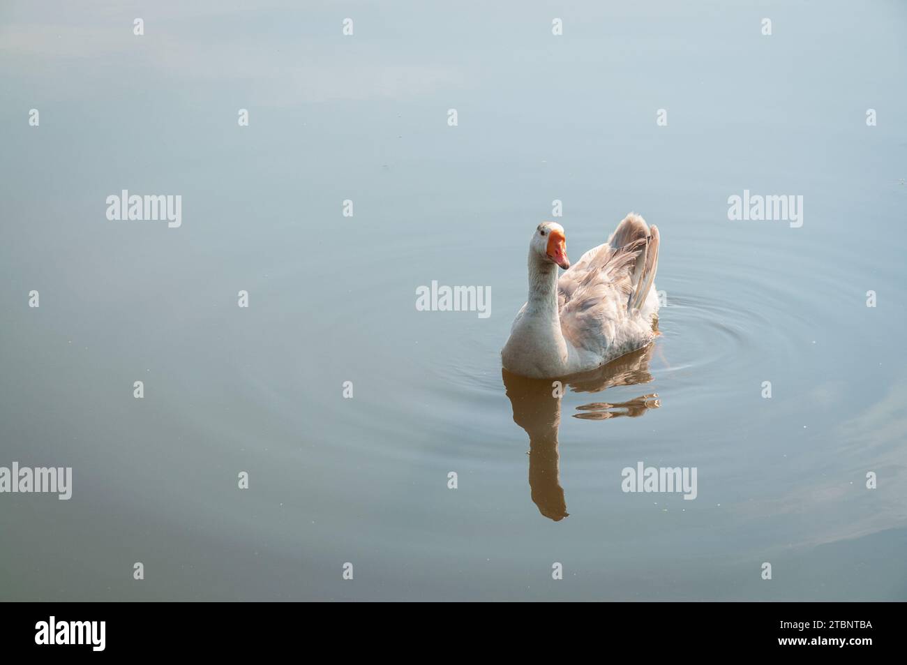 A Goose in the Cuyahoga River at Cuyahoga Valley National Park in Ohio ...