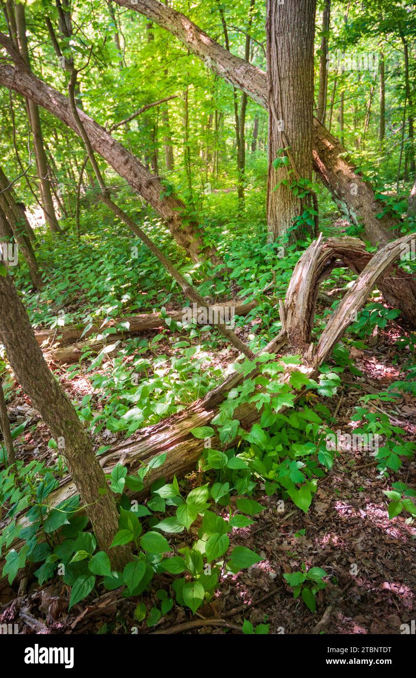The Forest Floor, Cuyahoga Valley National Park in Ohio, USA Stock ...
