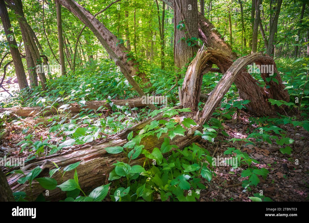 The Forest Floor, Cuyahoga Valley National Park in Ohio, USA Stock ...