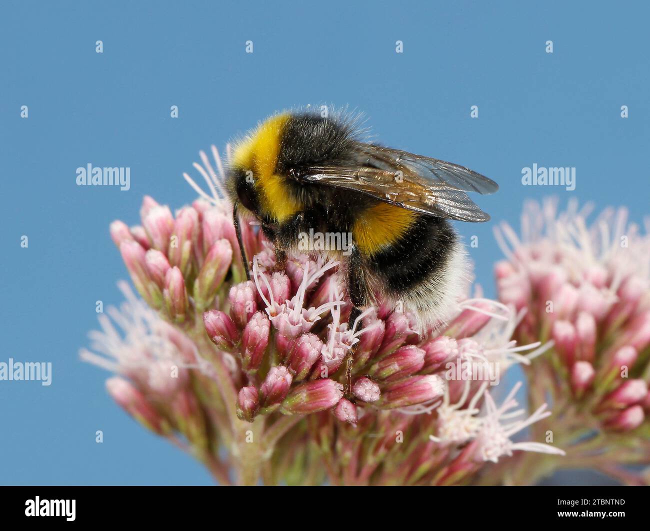 Flying white tailed bumblebee hi-res stock photography and images - Alamy