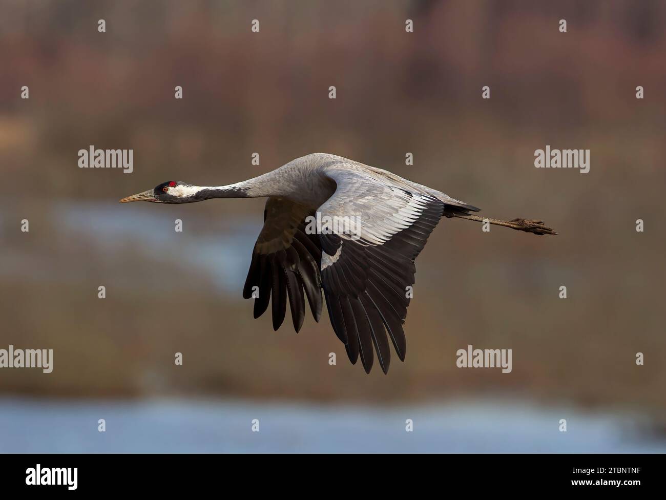 Flying crane hi-res stock photography and images - Alamy