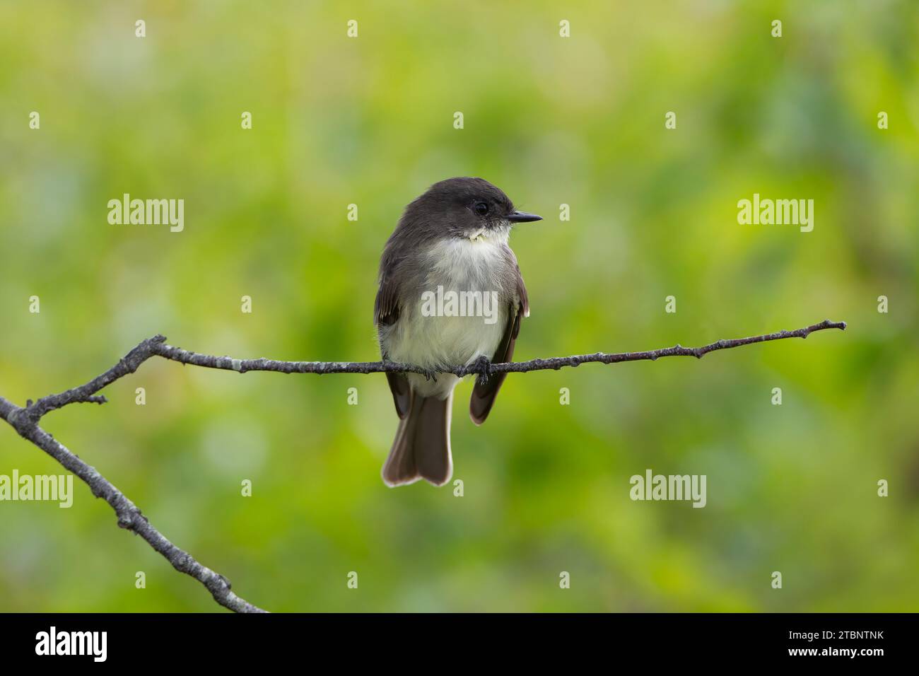 Eastern phoebe hi-res stock photography and images - Alamy