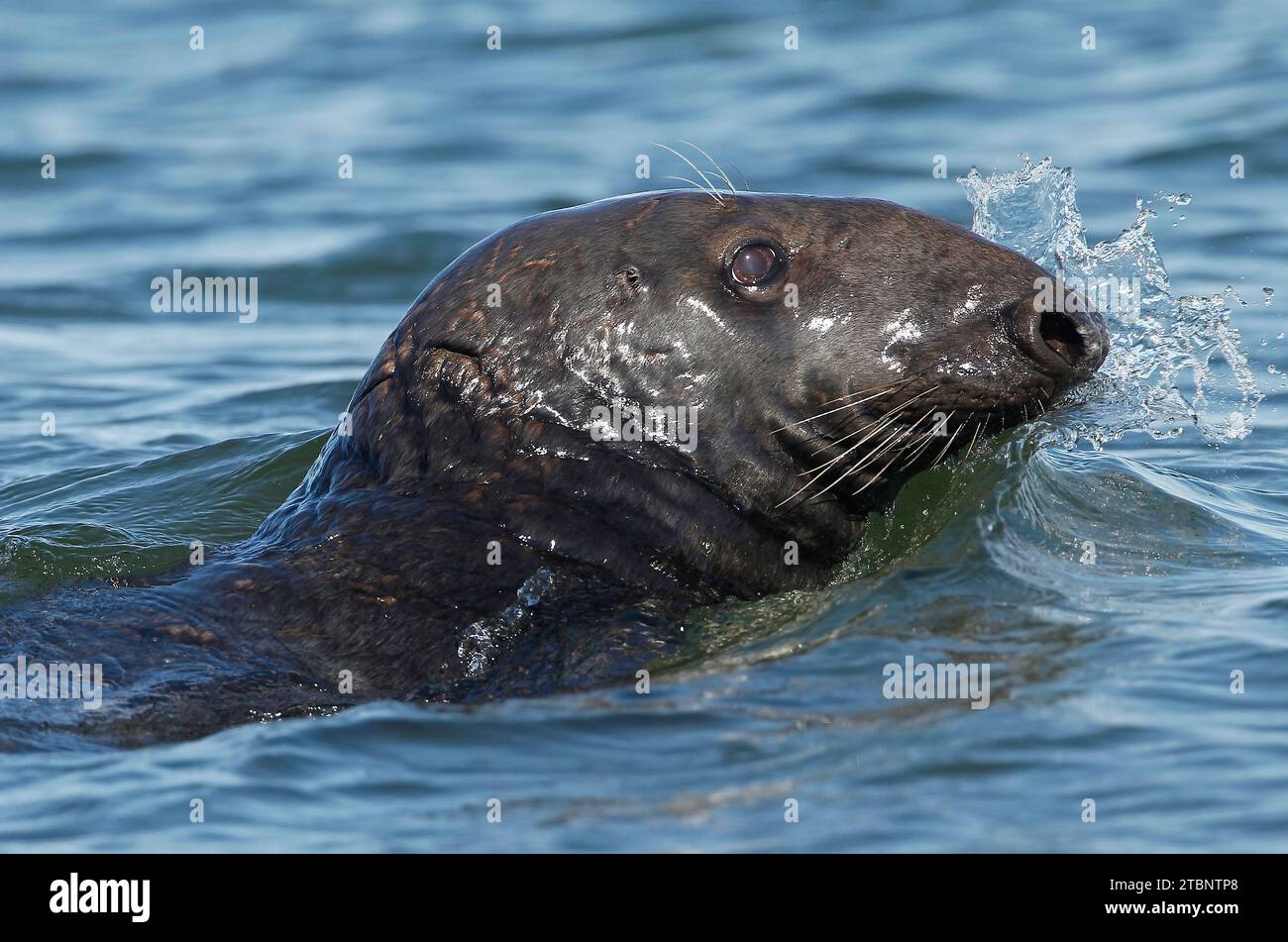 Marine life portrait hi-res stock photography and images - Alamy