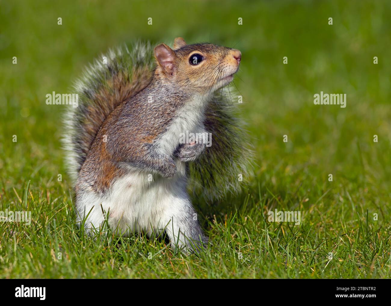 Invasive squirrel hi-res stock photography and images - Alamy