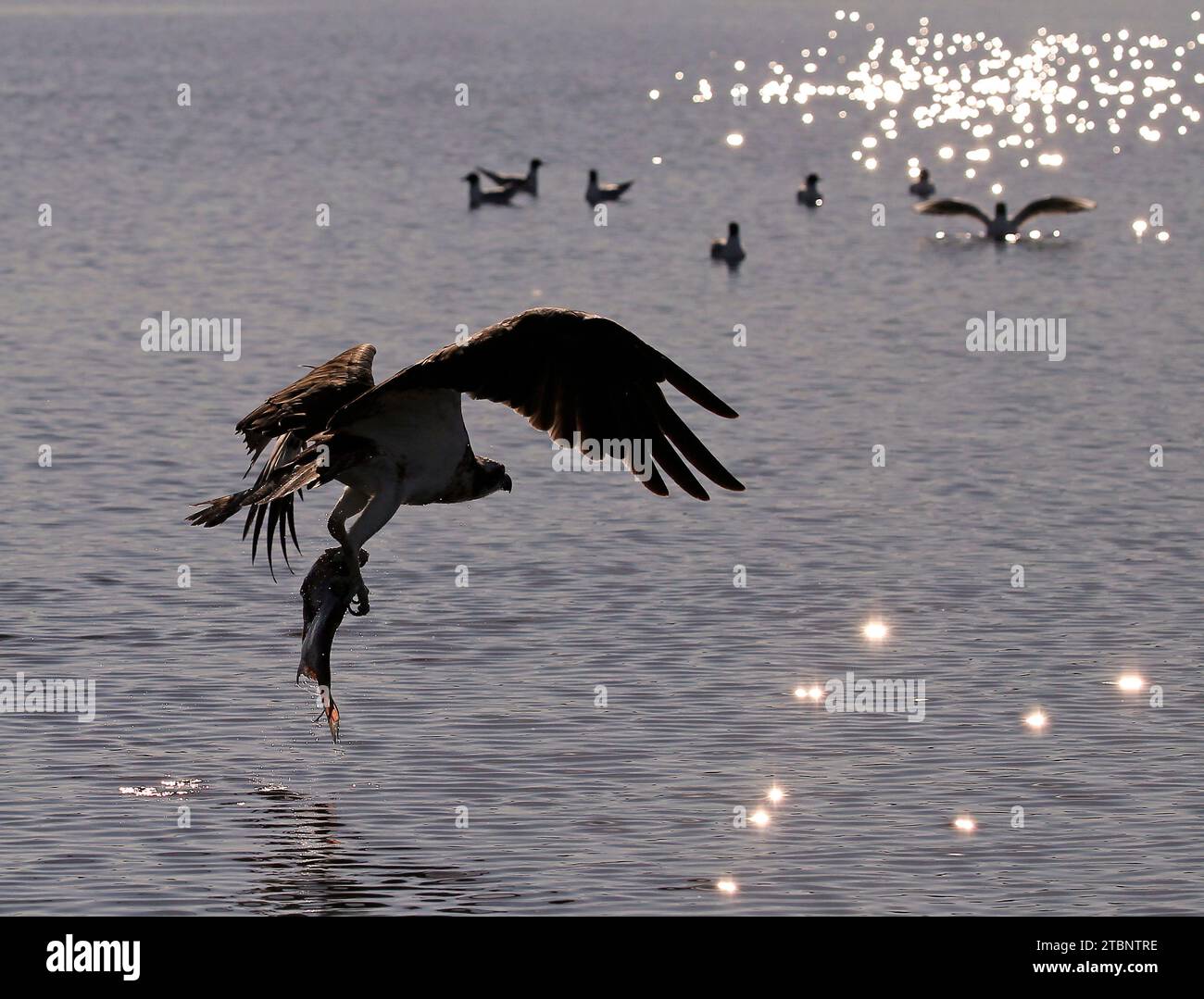 Osprey in flight with fish Stock Photo - Alamy