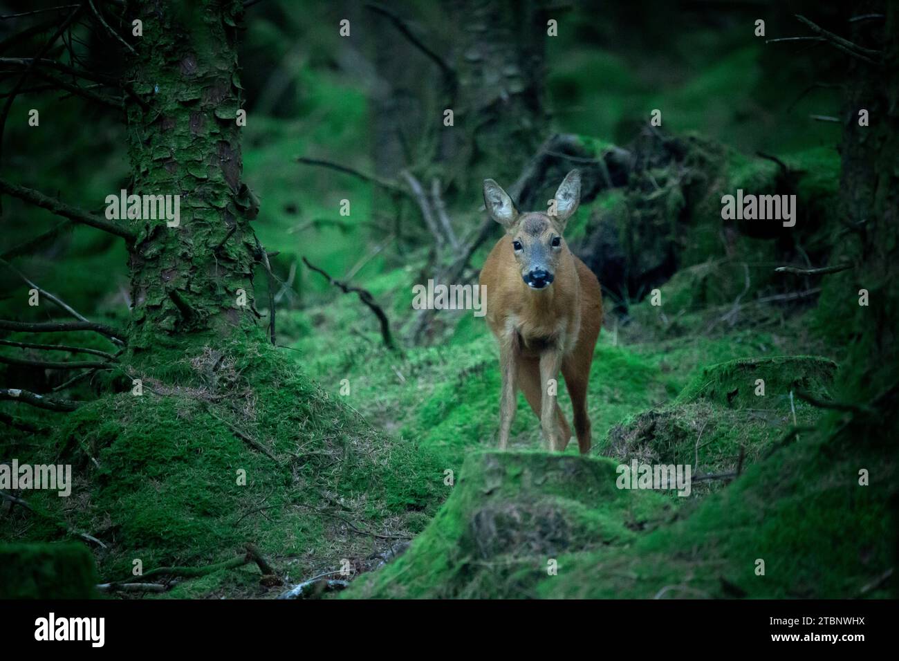 Roe deer forest hi-res stock photography and images - Alamy