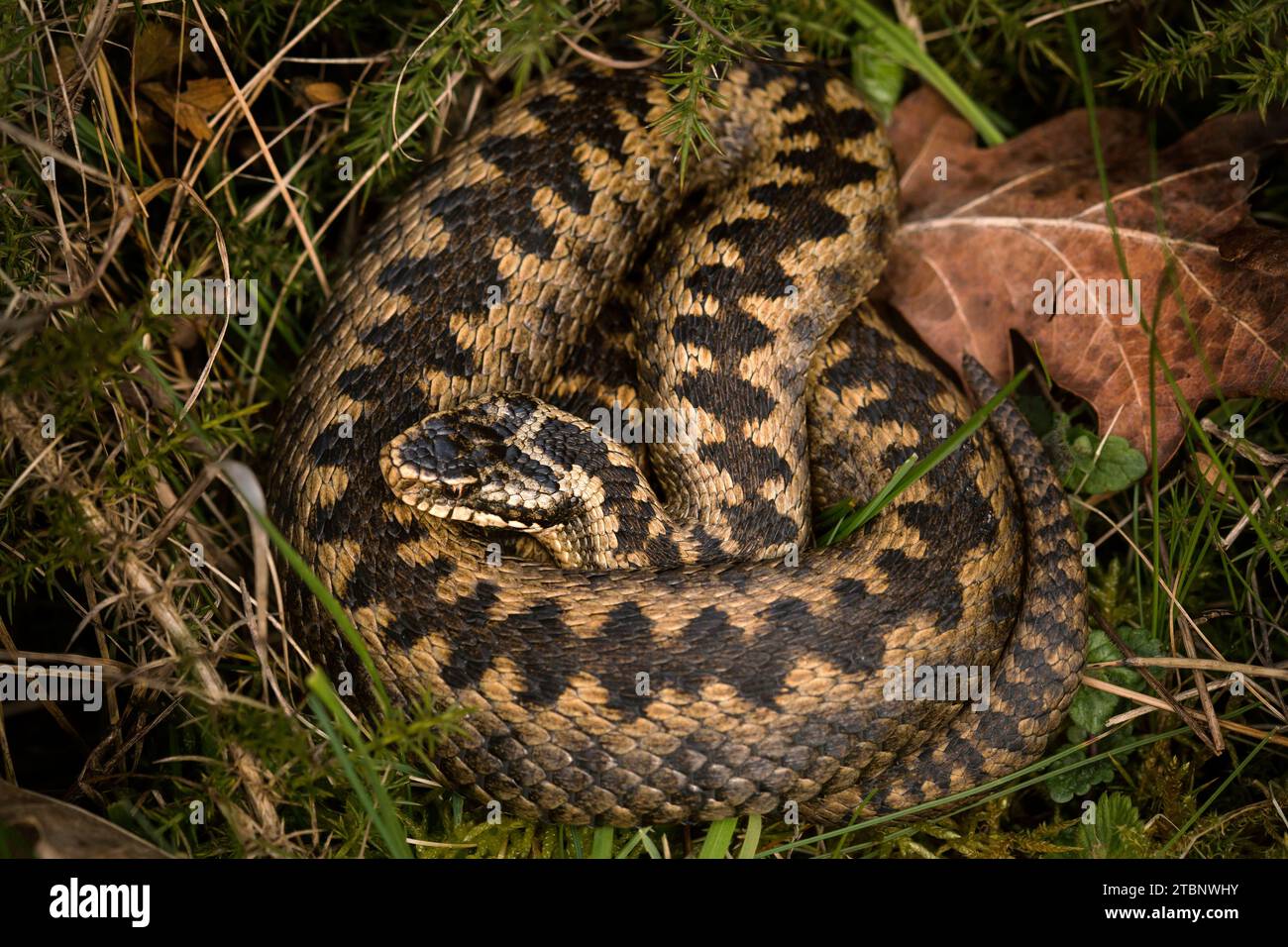 An adder snake curled up in a ball Stock Photo - Alamy