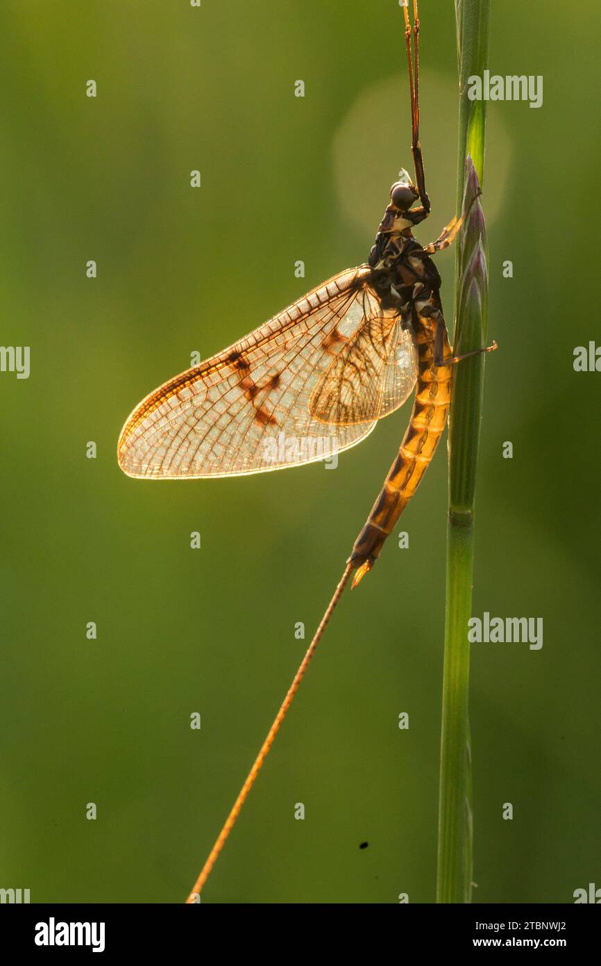 Grass next to a river hi-res stock photography and images - Alamy