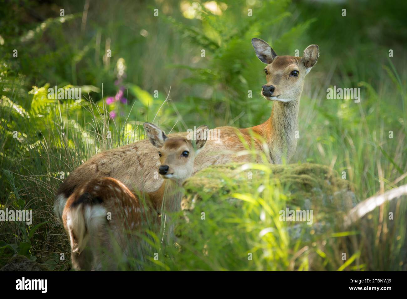 Sika forest hi-res stock photography and images - Alamy