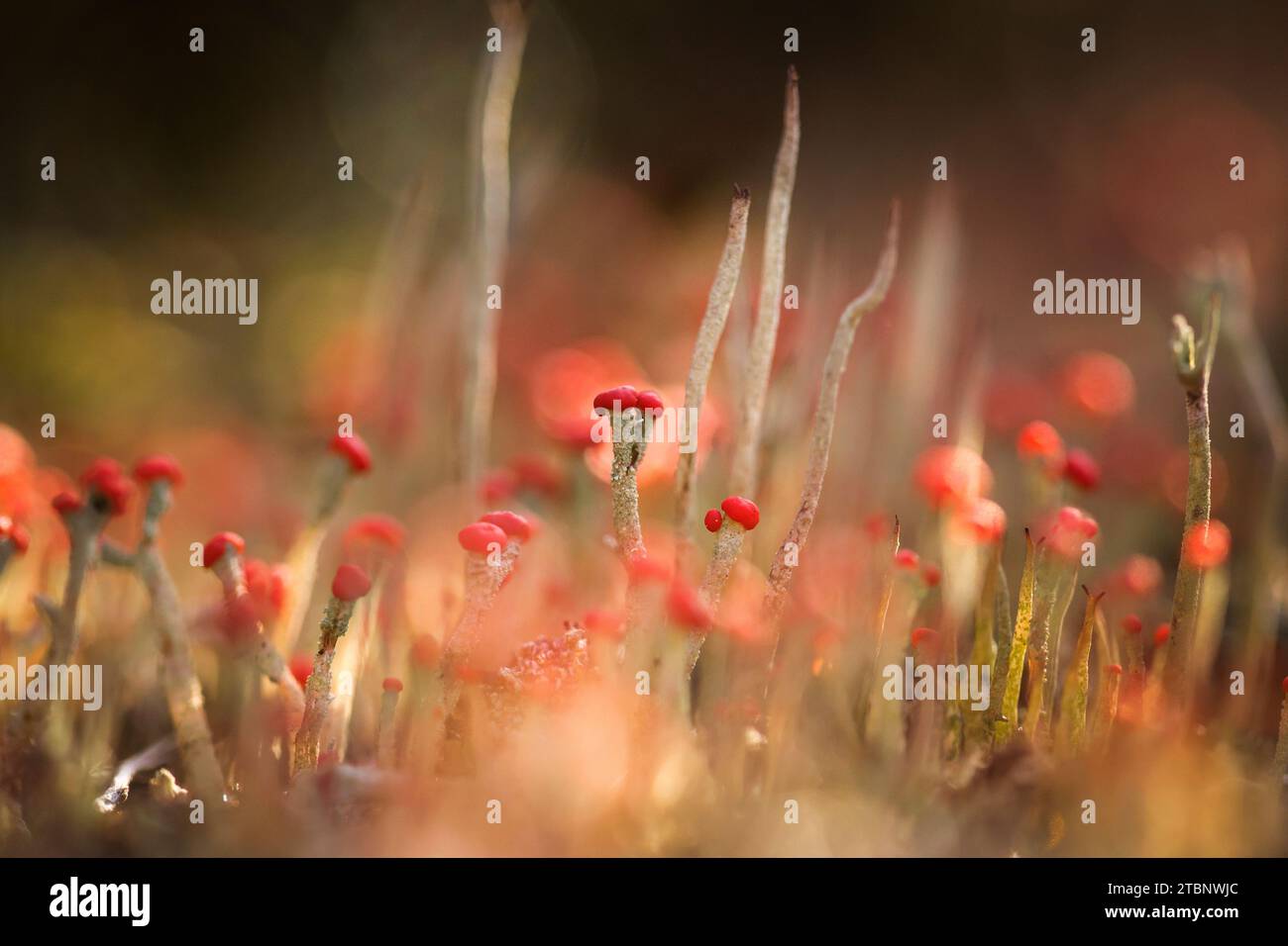 Heathland fungi hi-res stock photography and images - Alamy