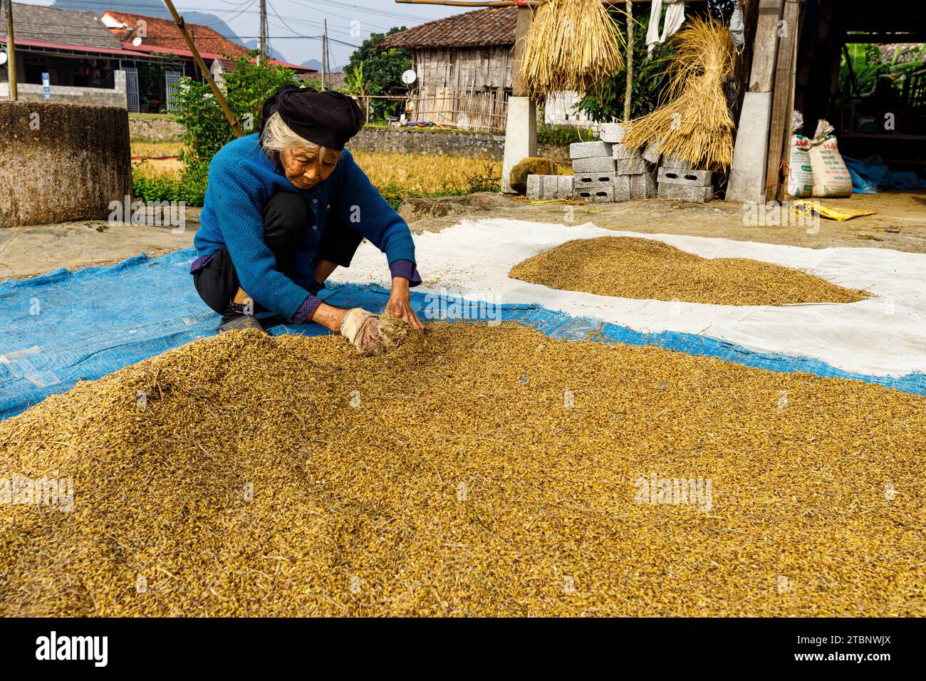 Woman harvest rice hi-res stock photography and images - Alamy