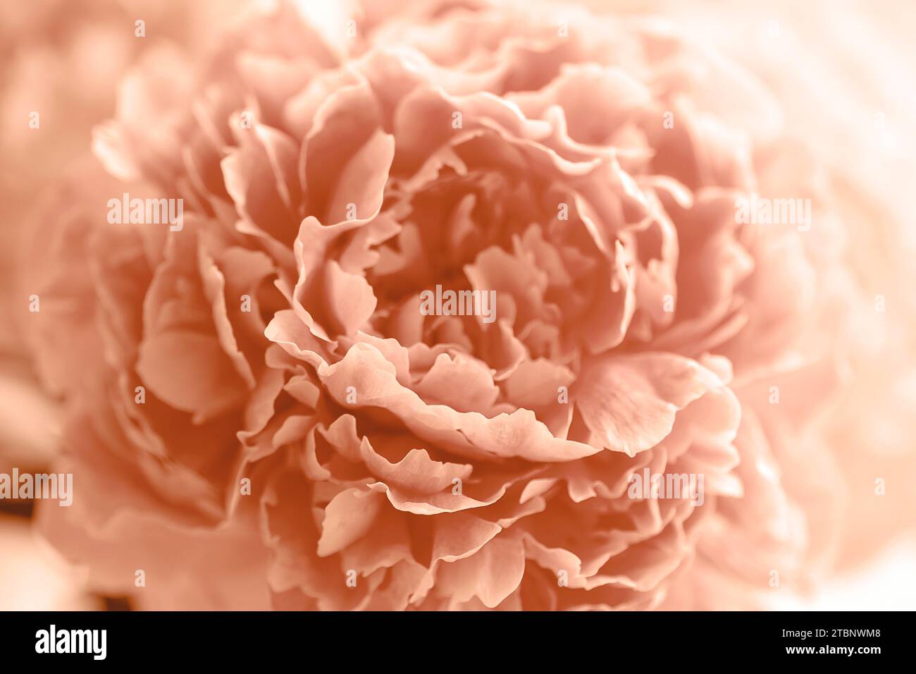 Peony flower, closeup, macro. Natural background, soft focus. Peach ...