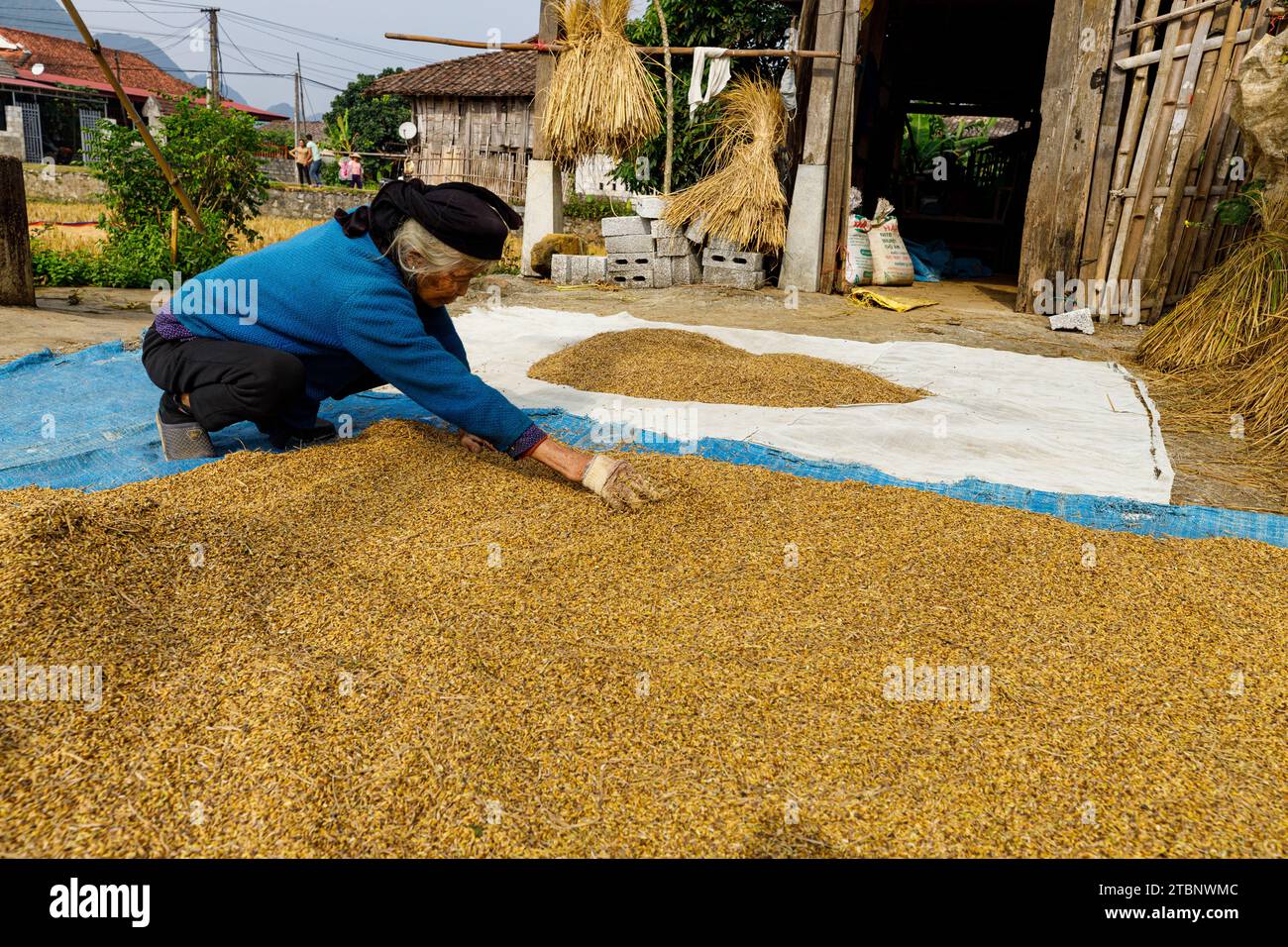Woman at rice harvest in Bac Son in Vietnam Stock Photo - Alamy