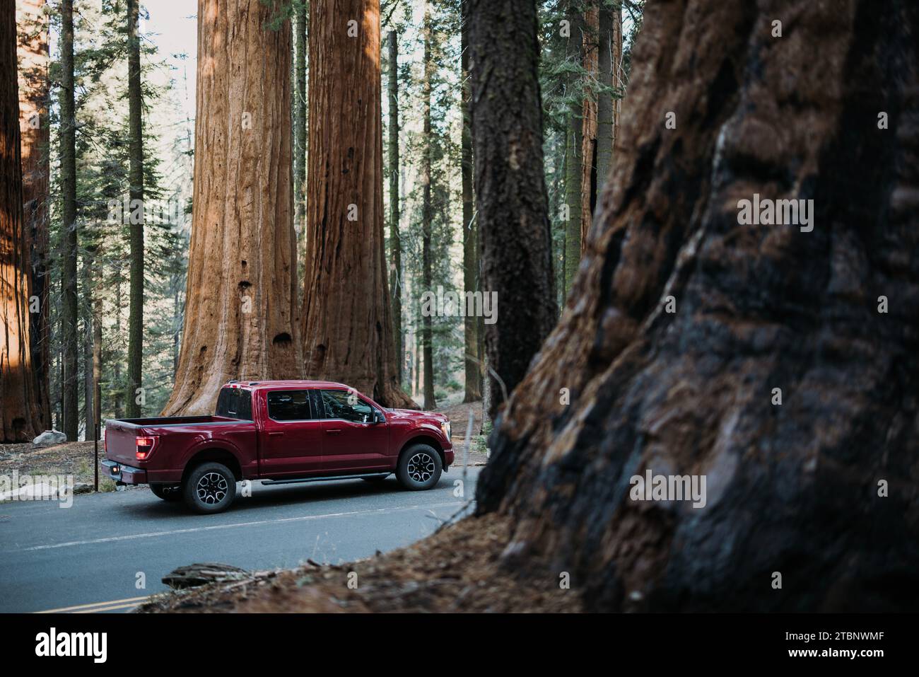 Tree reference hi-res stock photography and images - Alamy