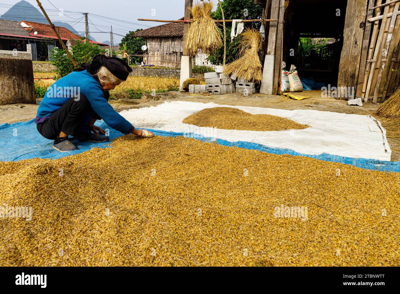 Woman at rice harvest in Bac Son in Vietnam Stock Photo - Alamy