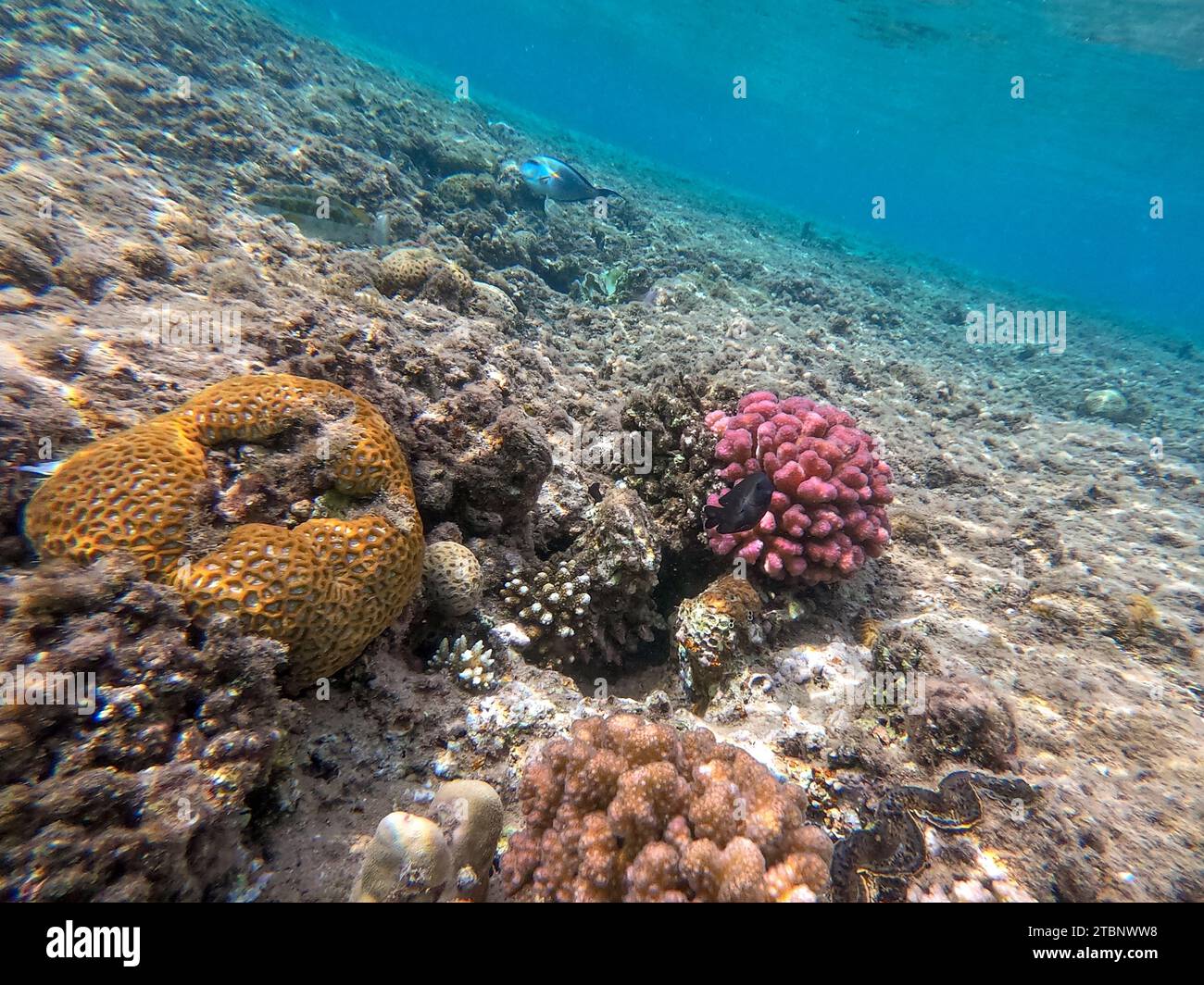 Colorful tropical fish Sohal Surgeon fish (Acanthurus Sohal) tang ...