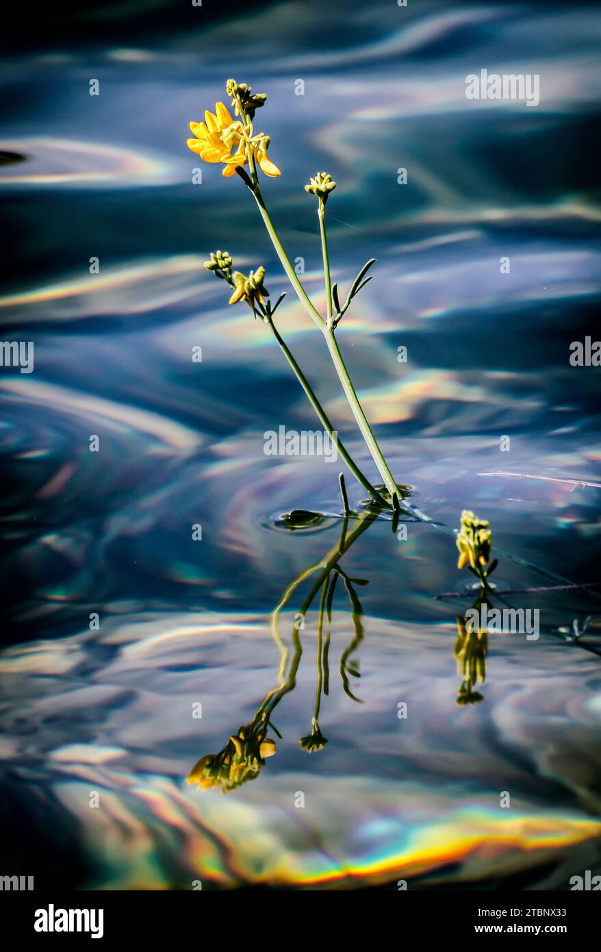 Flower emerging from the waters of the Villajoyosa reservoir Stock ...