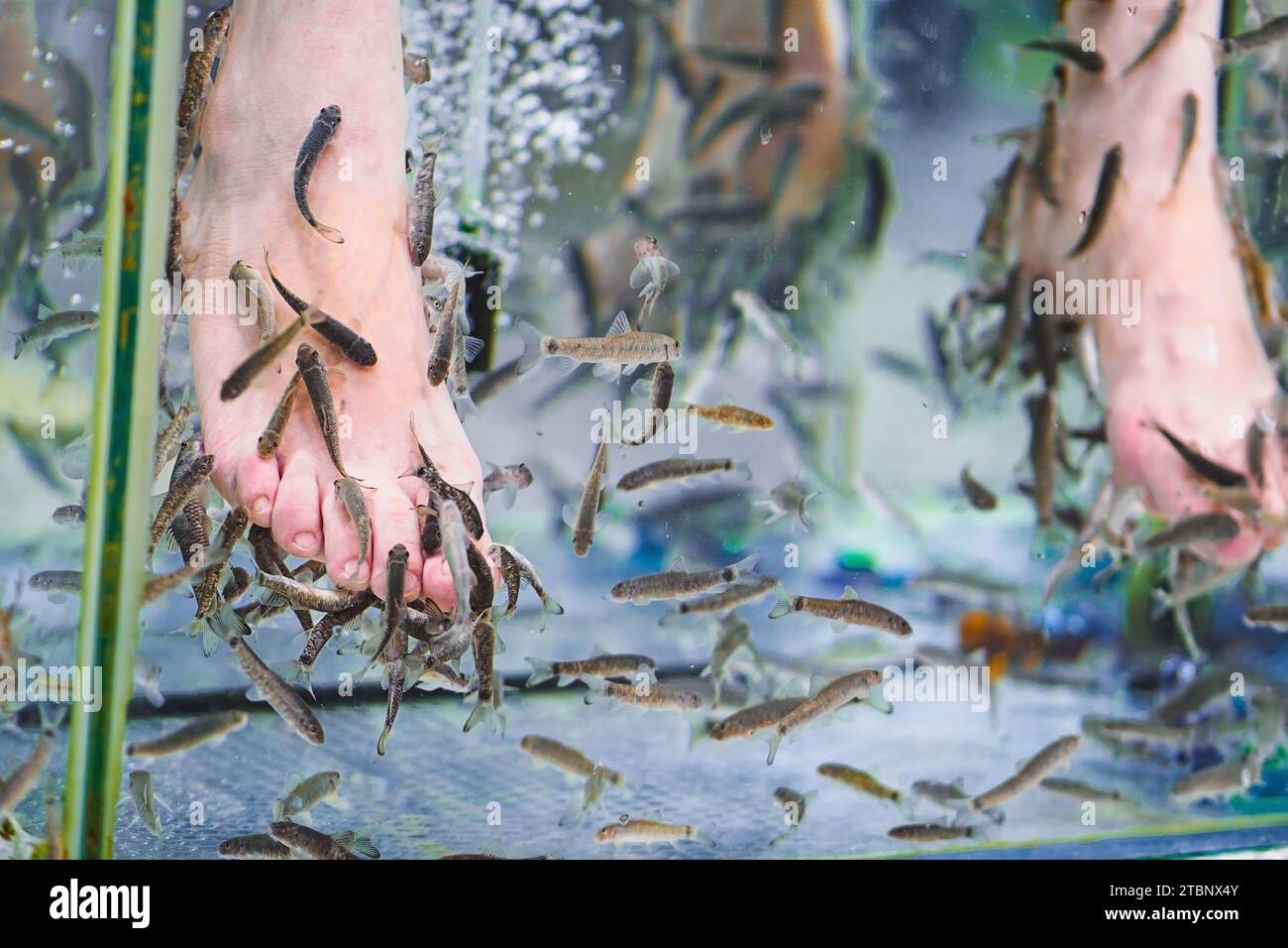 Fish massage tank hi-res stock photography and images - Alamy