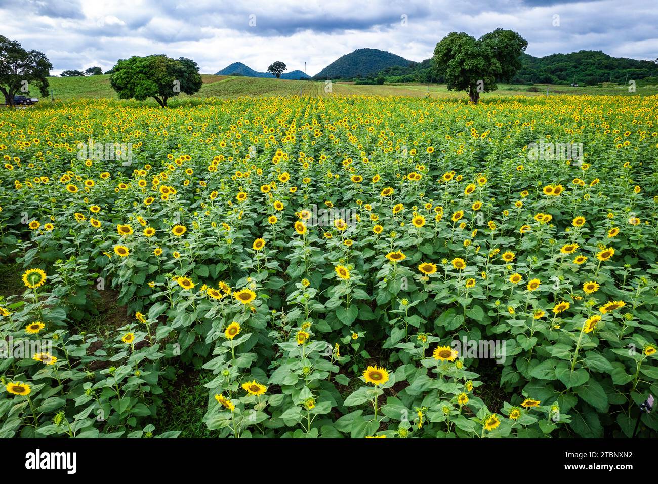 Aerial view of sunflower field in lopburi, Thailand Stock Photo - Alamy
