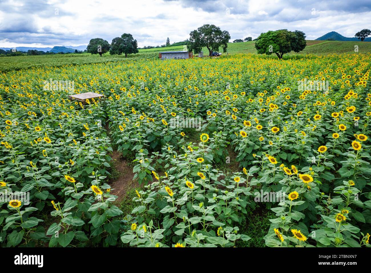 Aerial view of sunflower field in lopburi, Thailand Stock Photo - Alamy