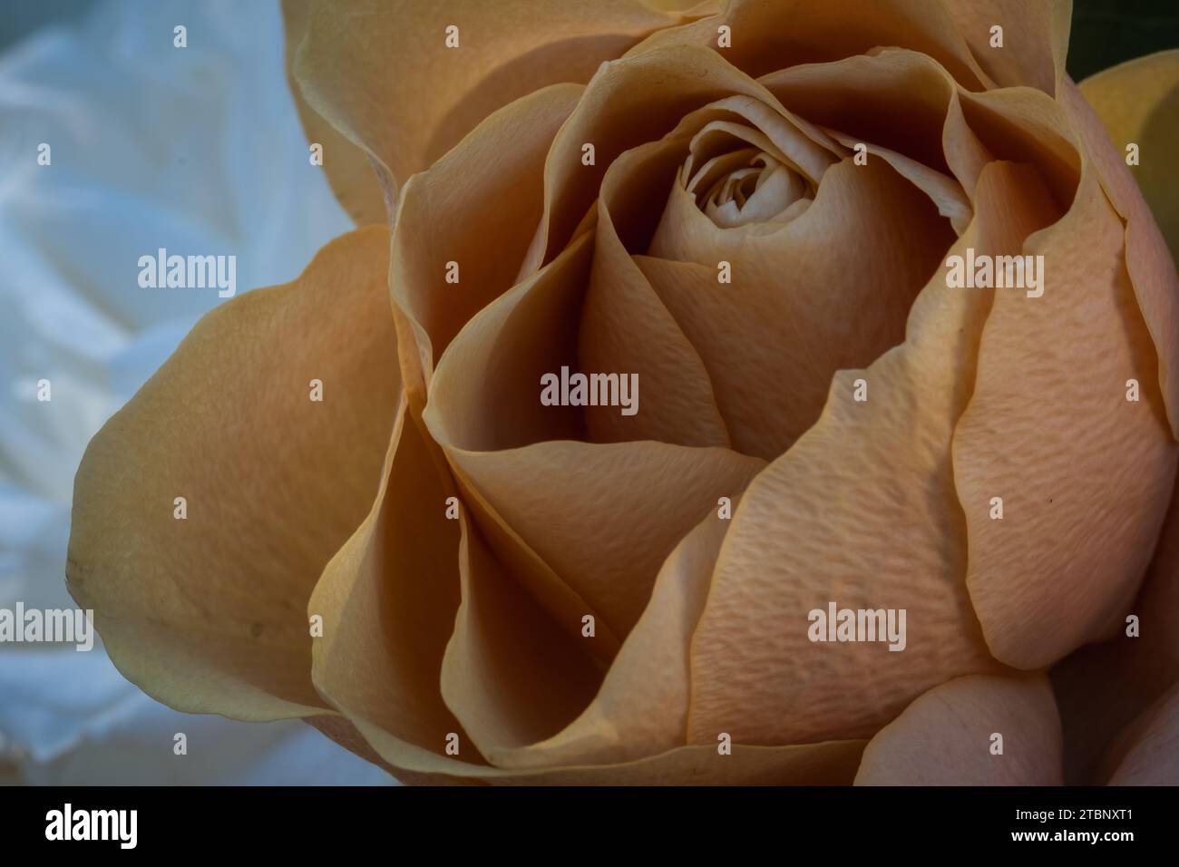 Copper colored flowers hi-res stock photography and images - Alamy