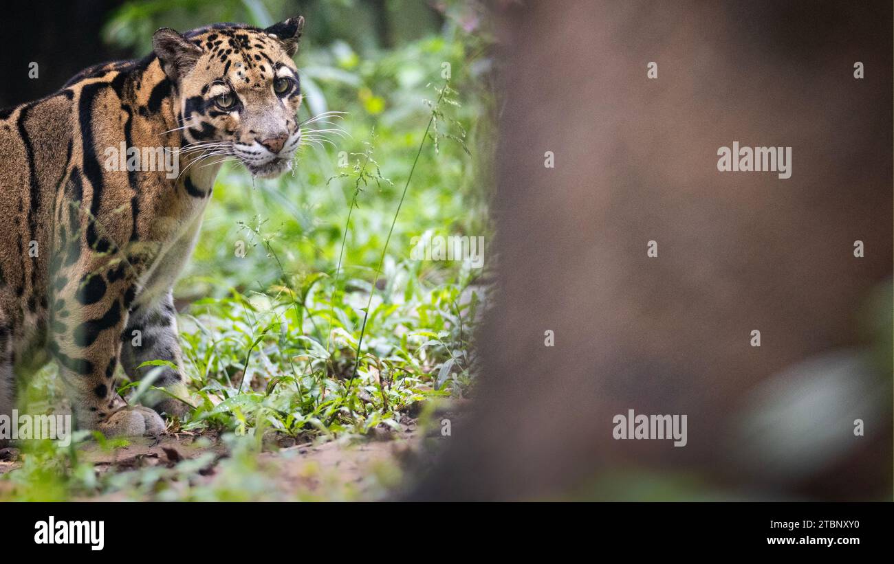 Mainland clouded leopard neofelis hi-res stock photography and images - Alamy