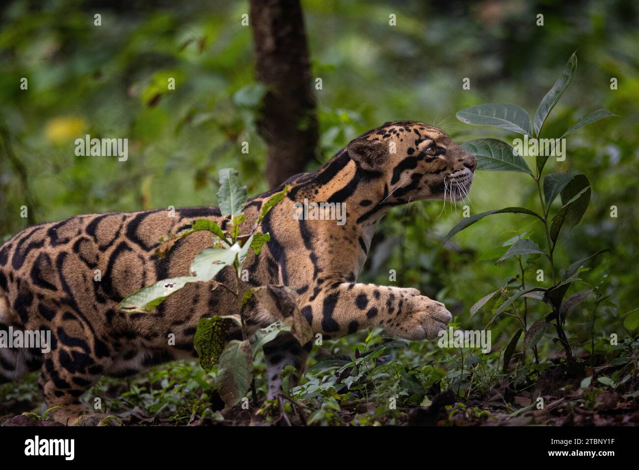Mainland clouded leopard hi-res stock photography and images - Alamy