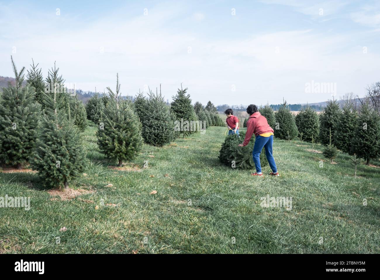Rows of evergreen trees at a Christmas tree farm Stock Photo - Alamy