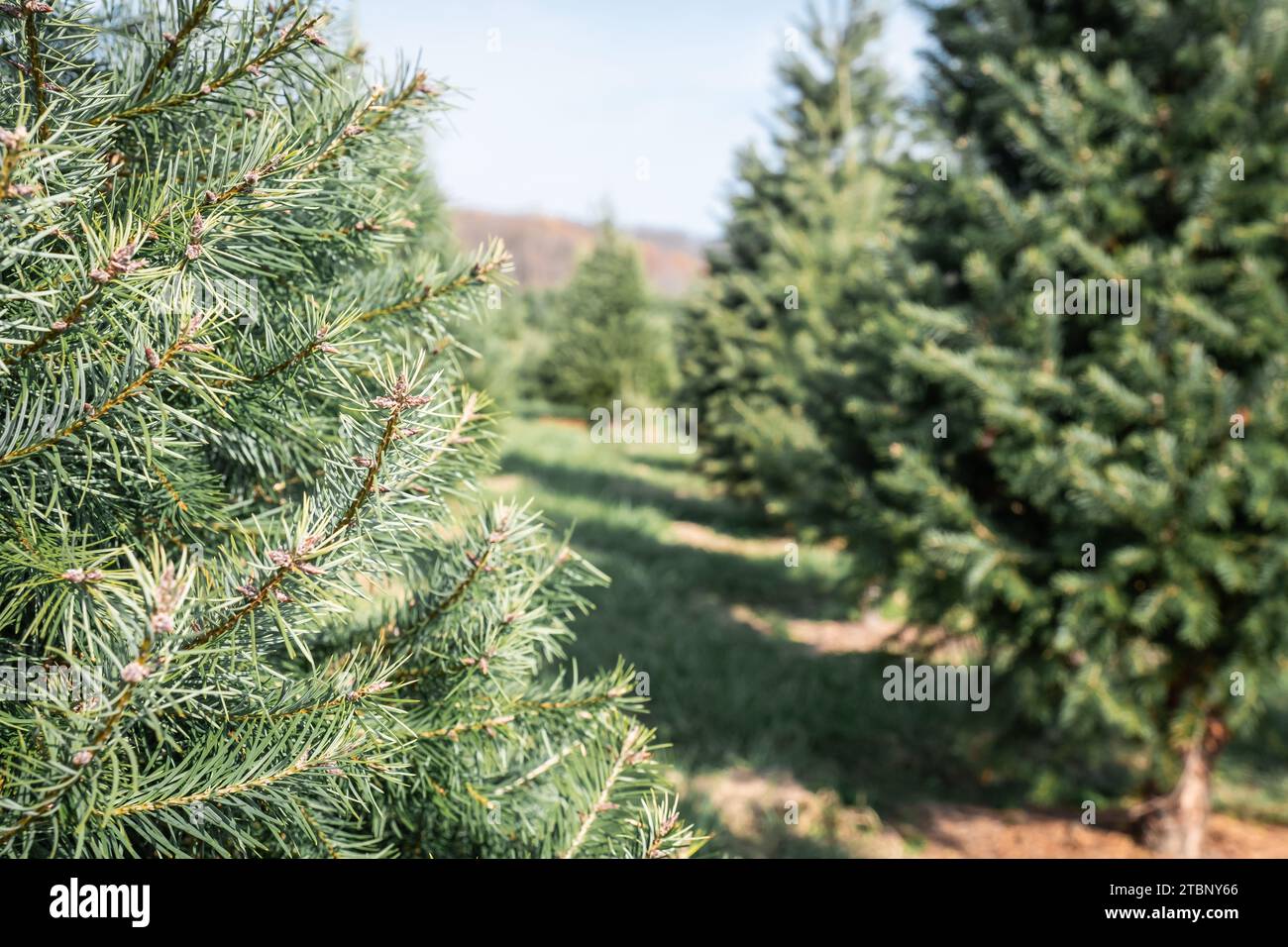 Rows of evergreen trees at a Christmas tree farm Stock Photo - Alamy