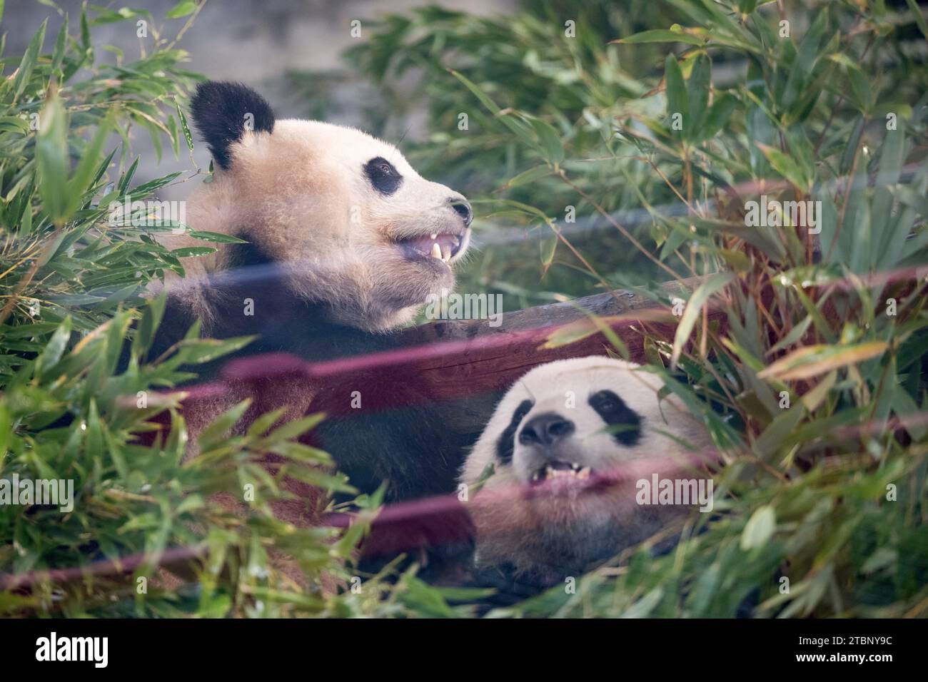 Berlin, Germany. 08th Dec, 2023. Pandas Paule (l) and Pit sit in their ...