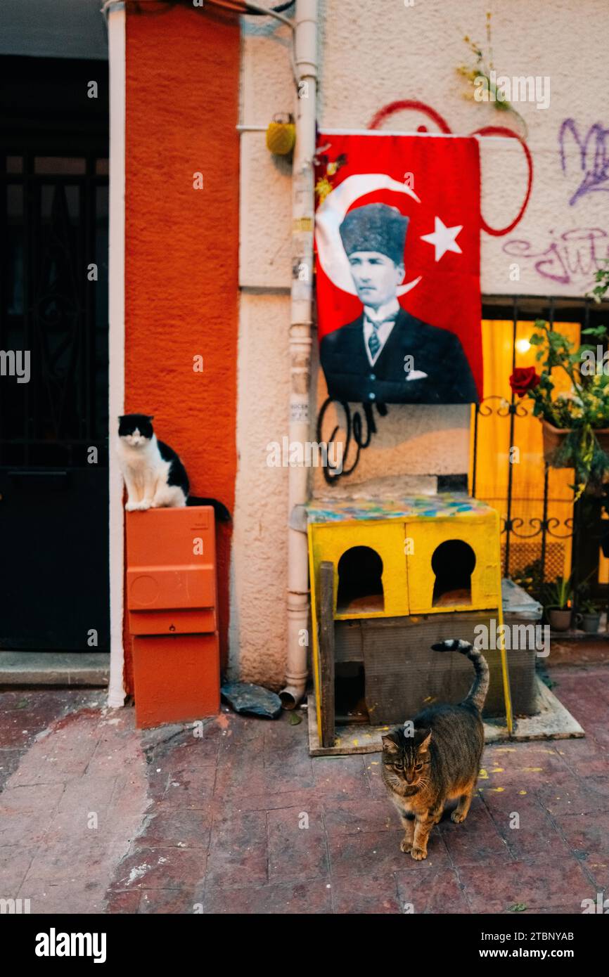 Adorable cat in street istanbul hi-res stock photography and images - Alamy
