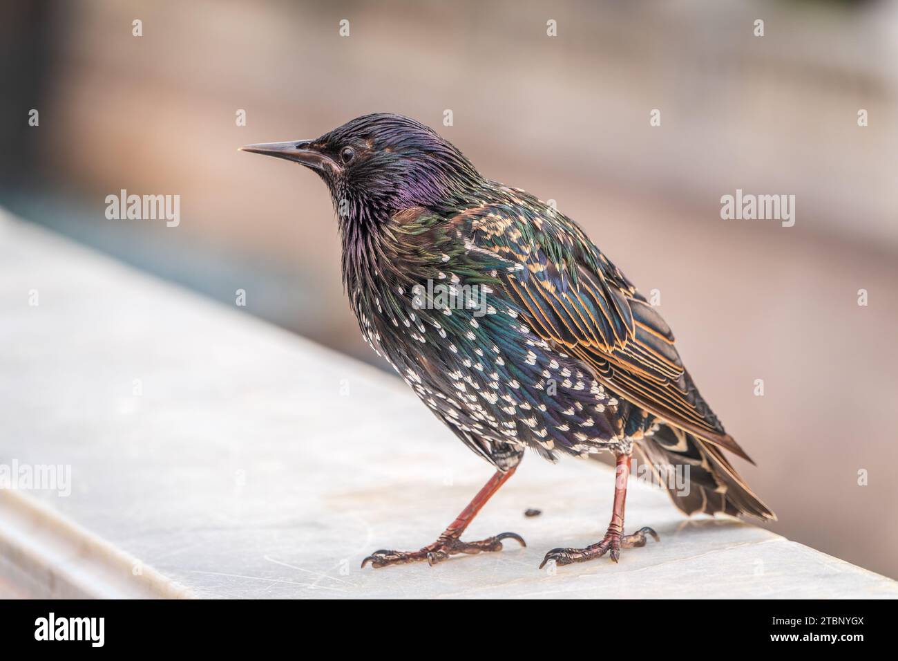 The common starling or Sturnus vulgaris or the European starling is a ...