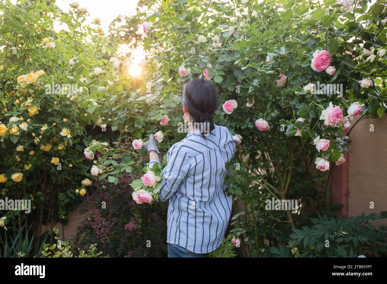 Color tends hi-res stock photography and images - Alamy