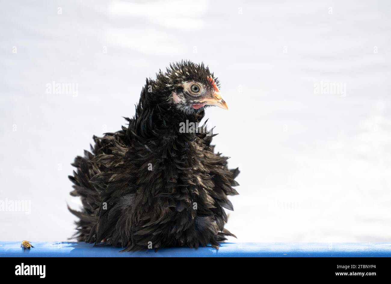 Black Bantam Frizzle Pullet Hen Chicken Stock Photo - Alamy