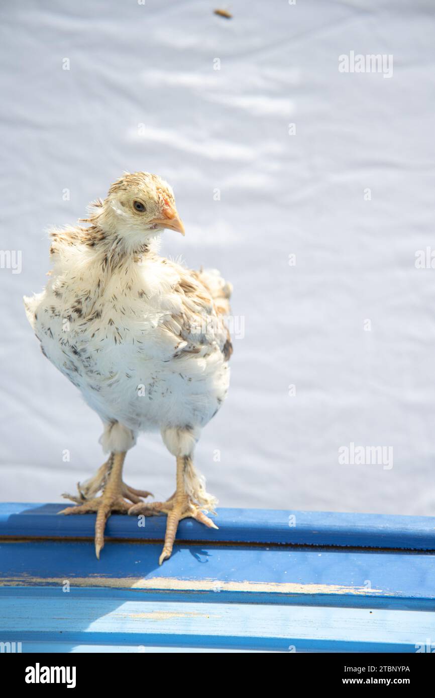 Salmon Faverolle Pullet Hen Chicken Stock Photo - Alamy
