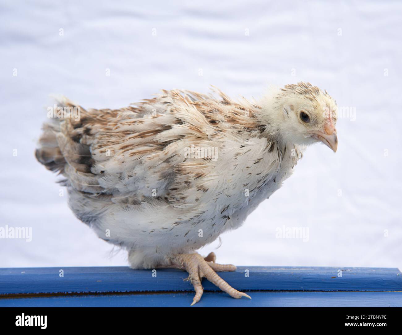 Salmon Faverolles Pullet Hen Chicken Stock Photo - Alamy