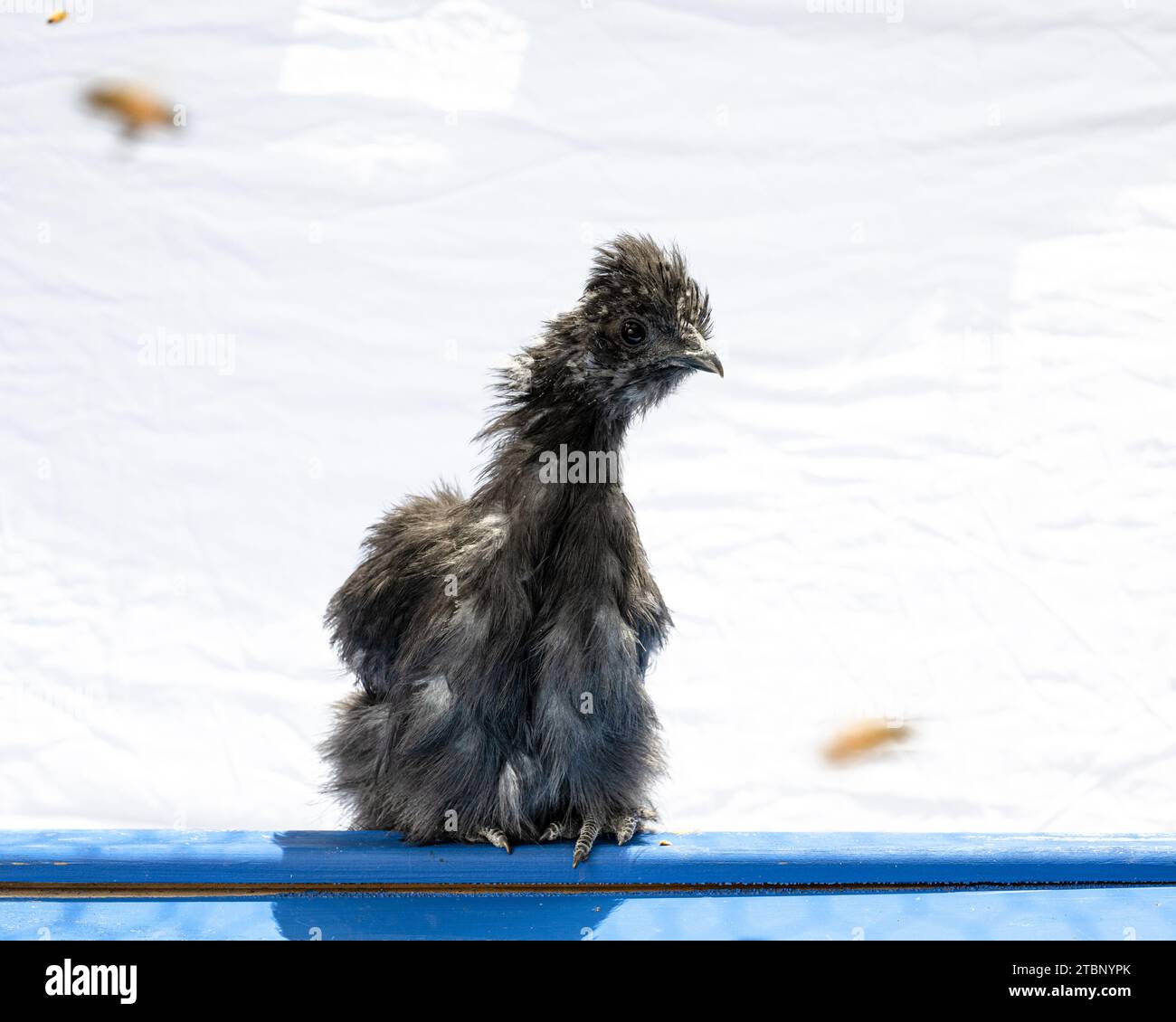 Silky rooster hi-res stock photography and images - Alamy
