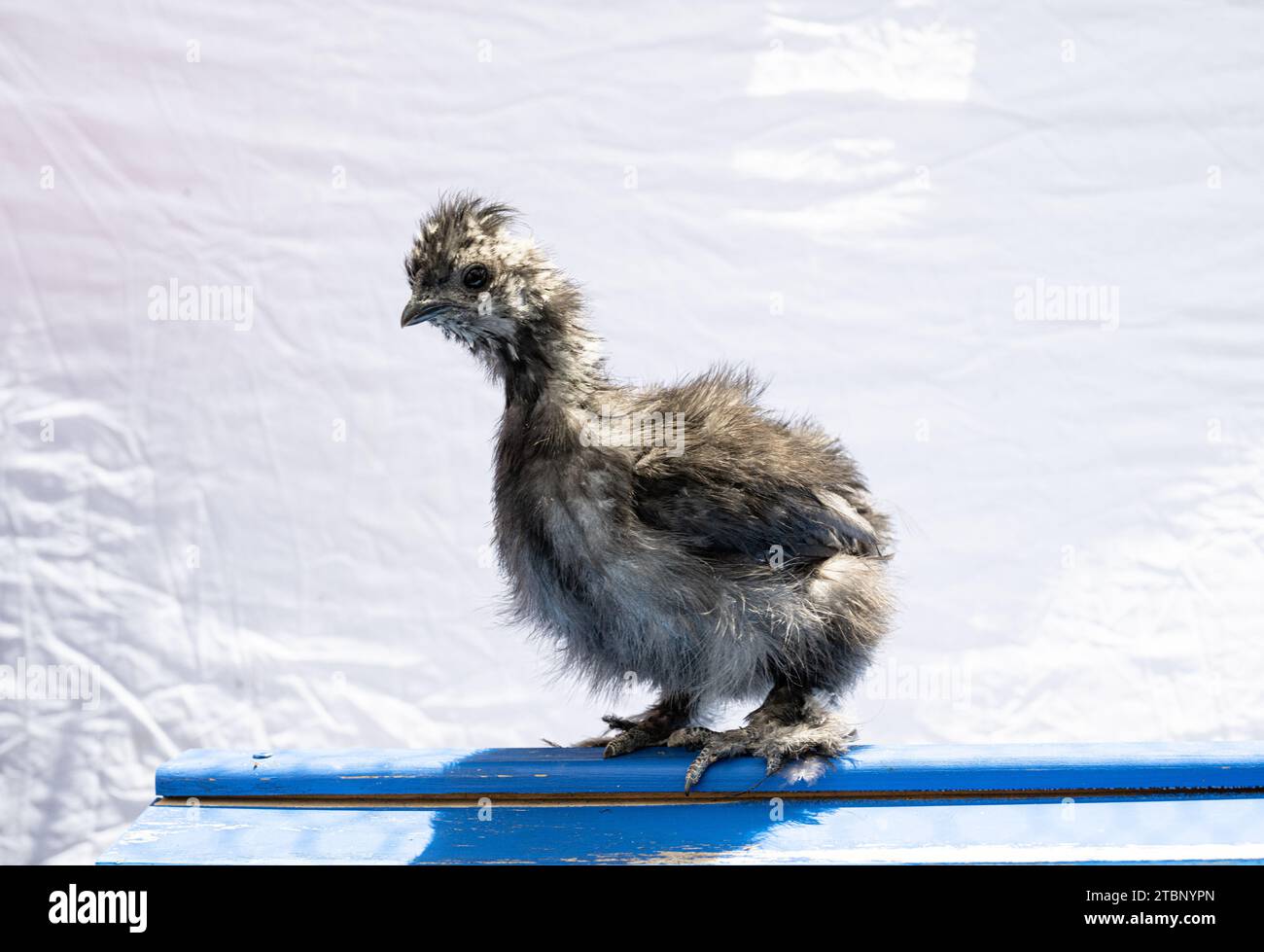 Black silkie rooster hi-res stock photography and images - Alamy