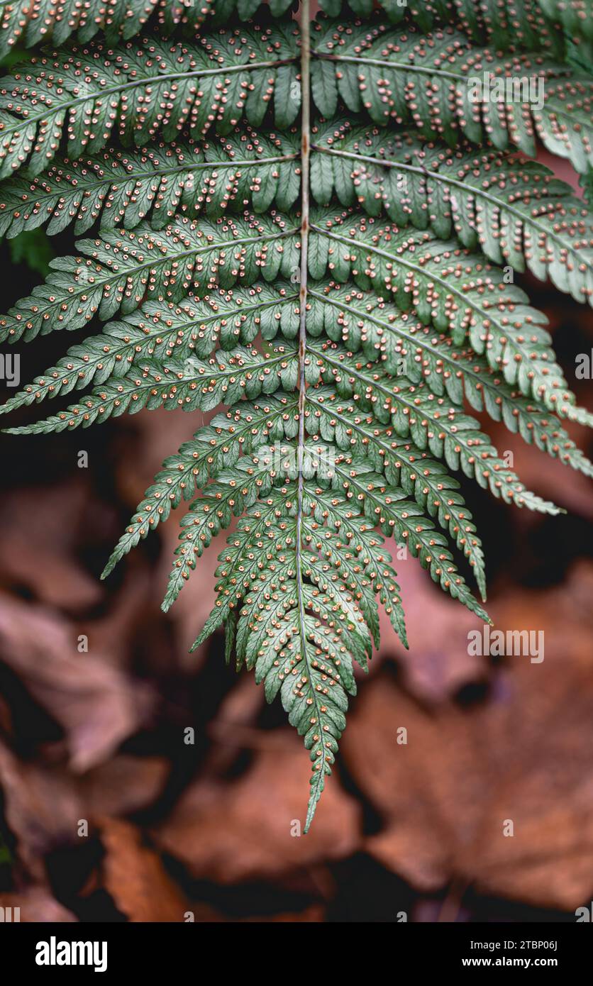 Close up macro of spores on the back of a fern plant in the woods Stock ...