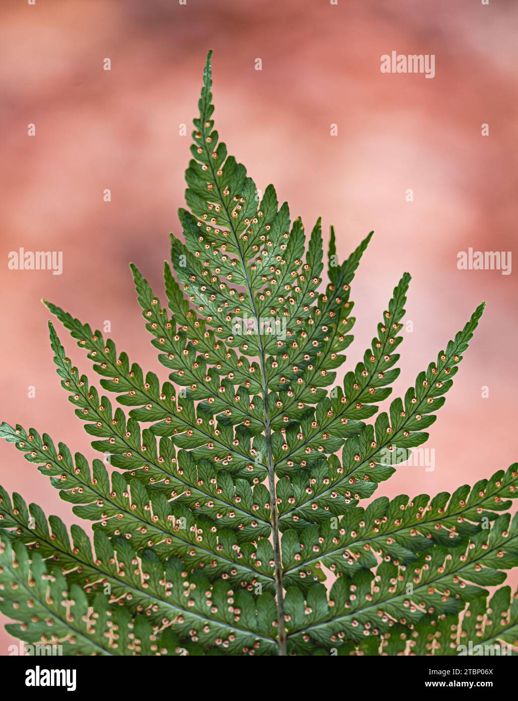 Close up macro of spores on the back of a fern plant in the woods Stock ...