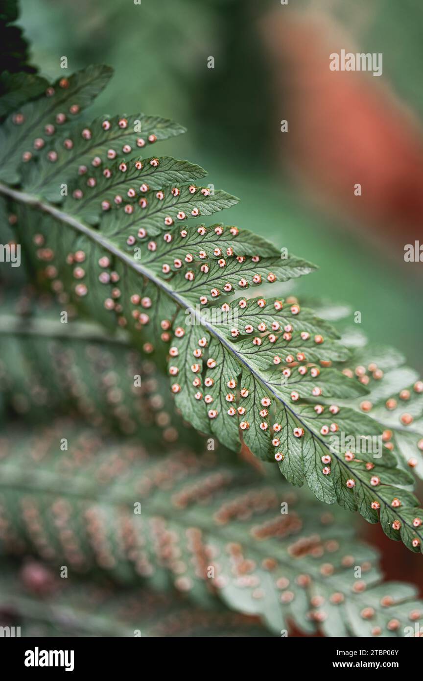 Close up macro of spores on the back of a fern plant in the woods Stock ...